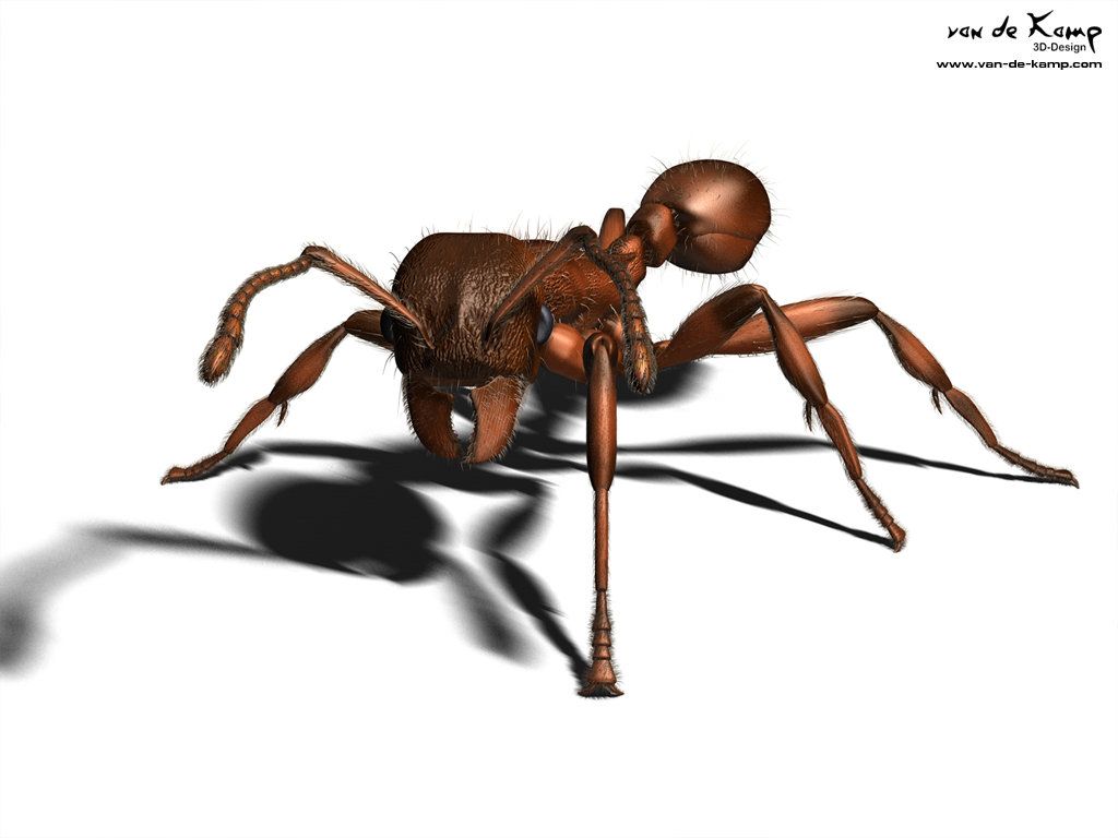 More Ant-Related Pictures